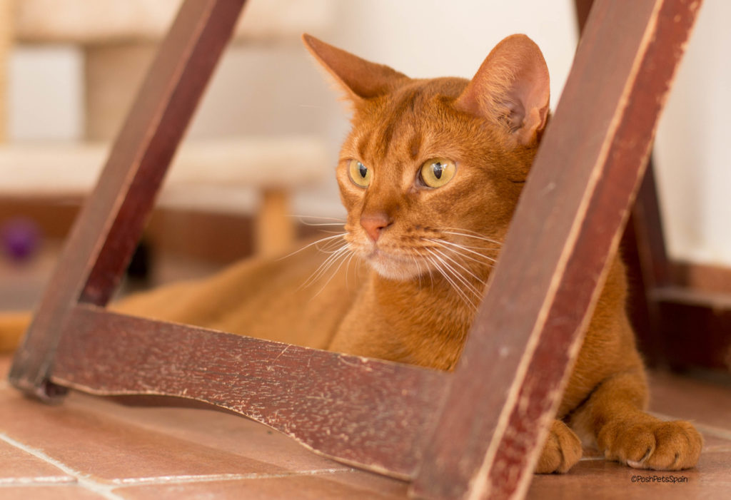 Posh Pets Spain » Pet grooming, boarding and pet travel solution all in ...